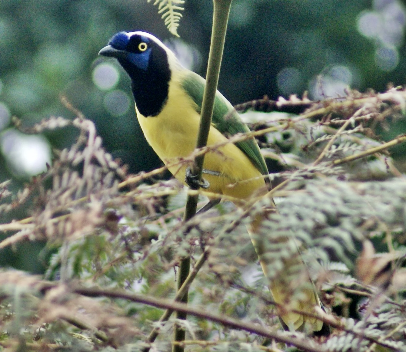 Details : Inca Jay - BirdGuides