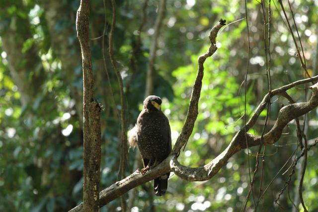 Details : Andaman Serpent Eagle - BirdGuides