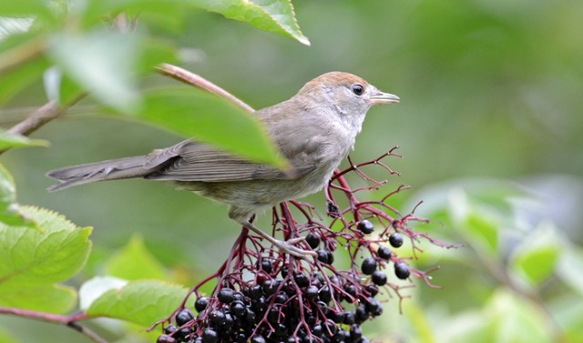 Blackcap by Debra Pickering - BirdGuides