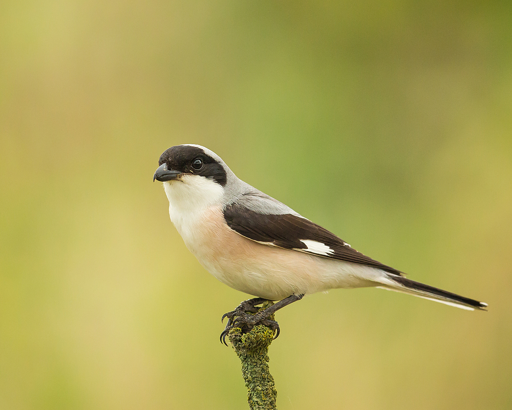 Details : Lesser Grey Shrike - BirdGuides