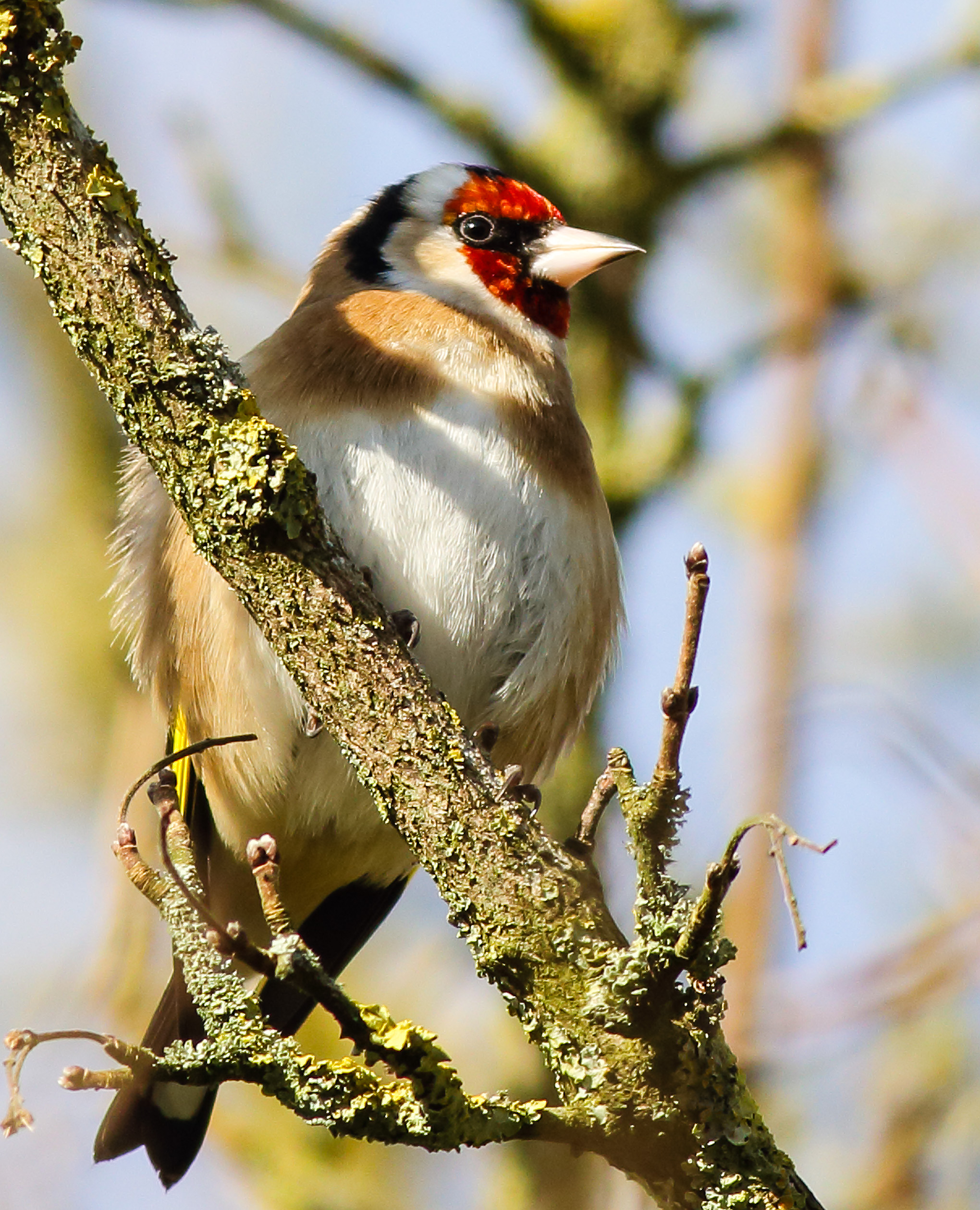 Goldfinch by Phil Gower - BirdGuides