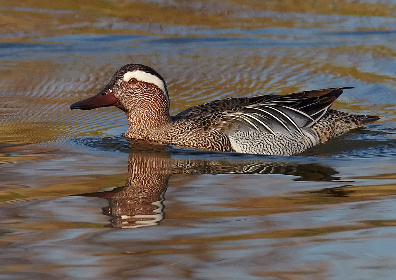 Details : Garganey - BirdGuides