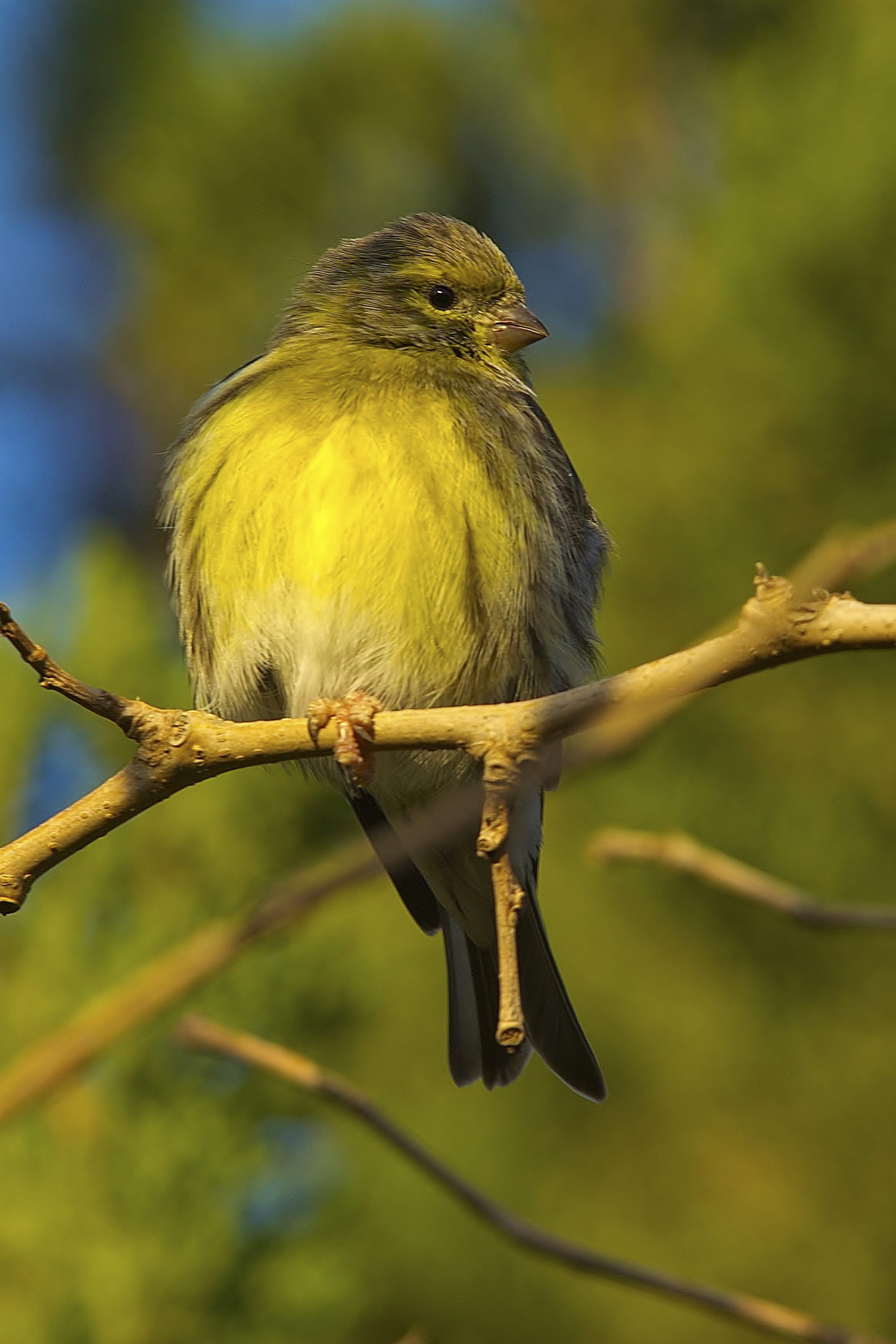 Details : European Serin - BirdGuides