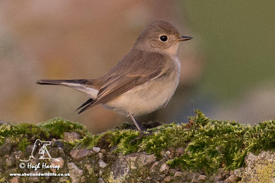 Details : Red-breasted Flycatcher - BirdGuides