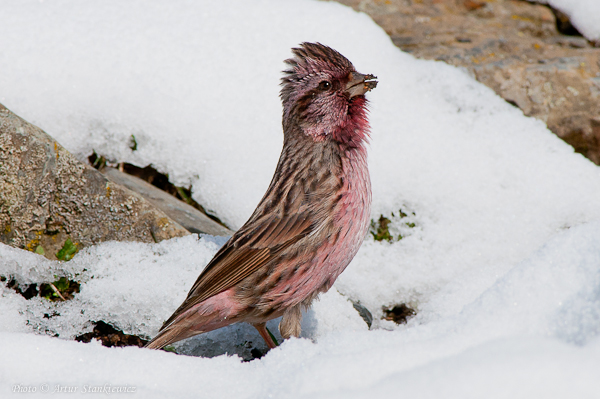Details : Himalayan Beautiful Rosefinch - BirdGuides