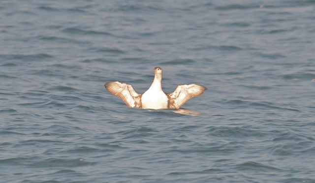 Red-throated Diver by Debra Pickering - BirdGuides