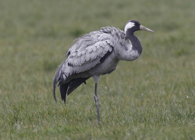 Details : Common Crane - BirdGuides