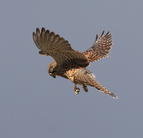 Details : Common Kestrel - BirdGuides