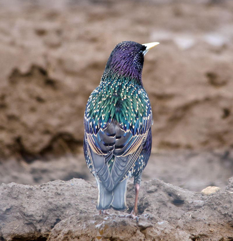 Details : Common Starling - BirdGuides