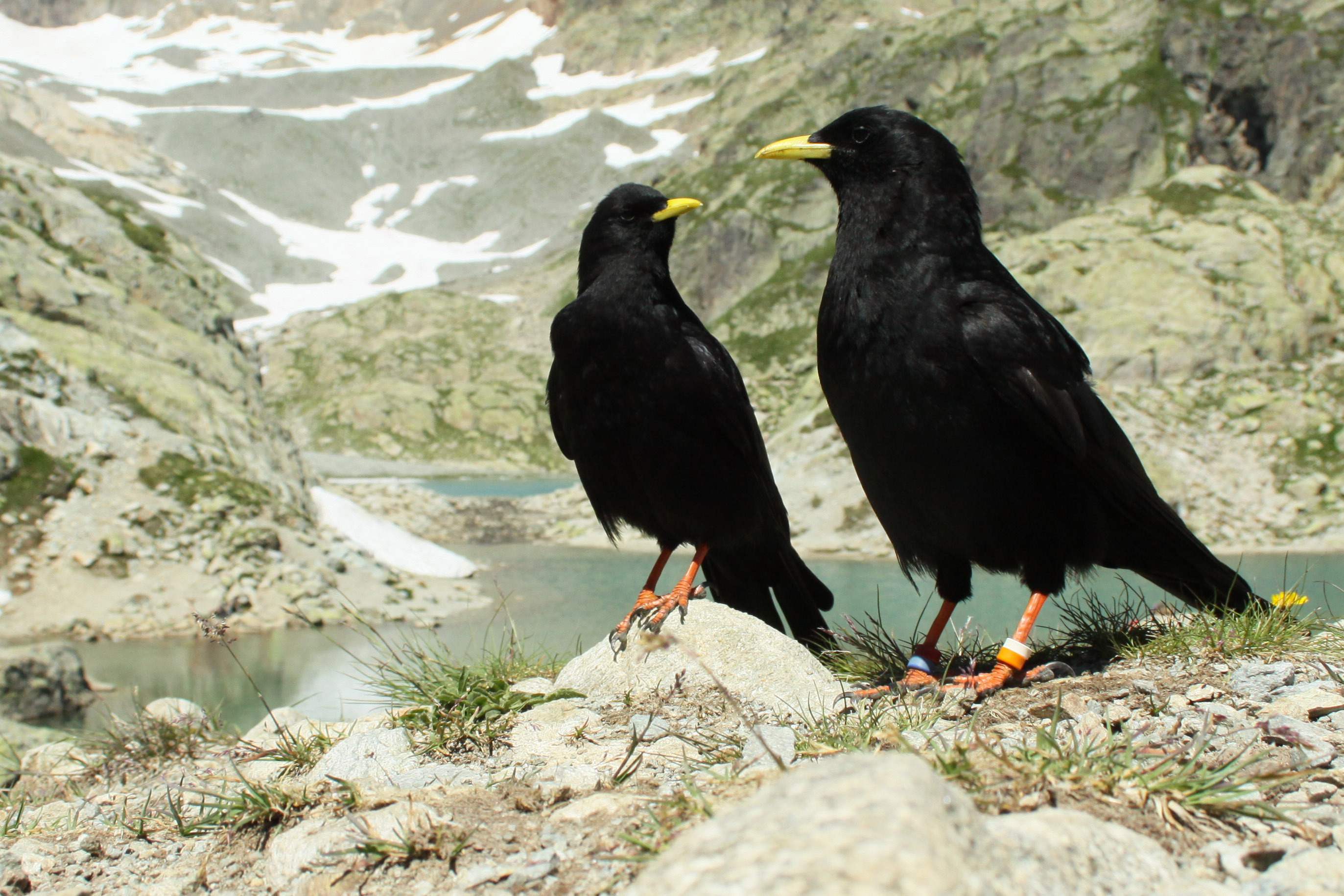 Details : Alpine Chough - BirdGuides