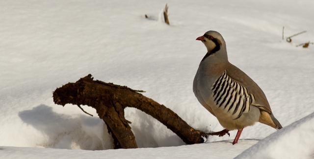 Details : Chukar Partridge - BirdGuides