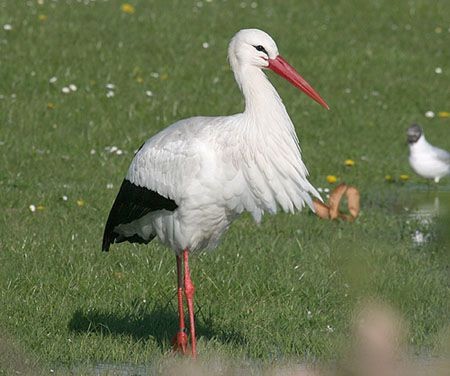 Details : White Stork - BirdGuides