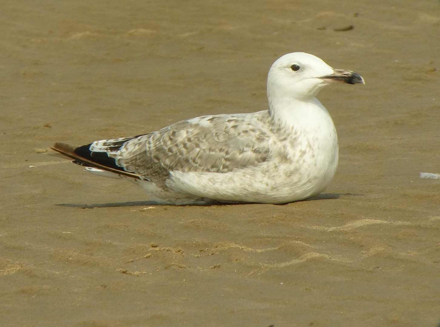 Caspian Gull by Mark Saunders - BirdGuides
