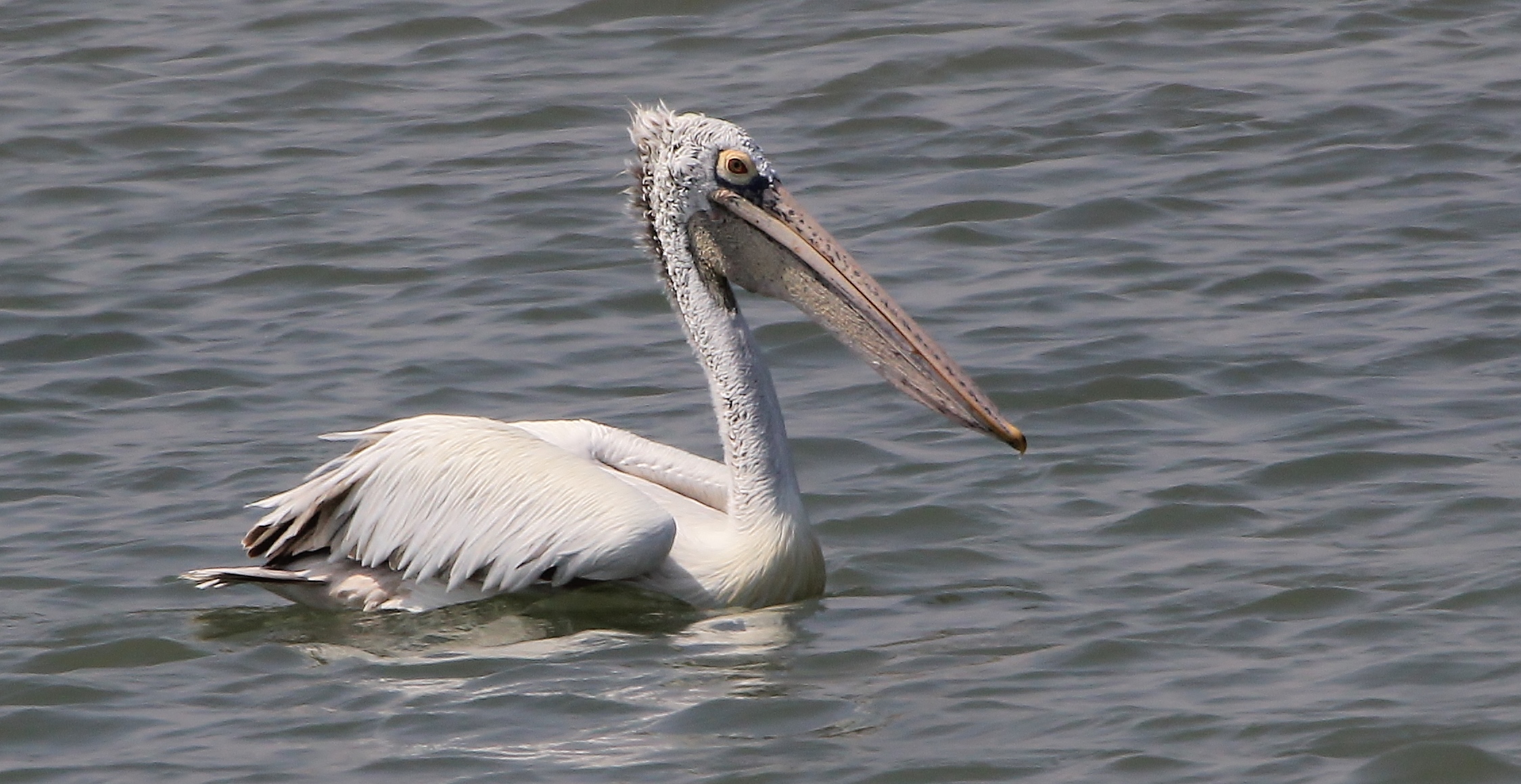 Details : Spot-billed Pelican - BirdGuides