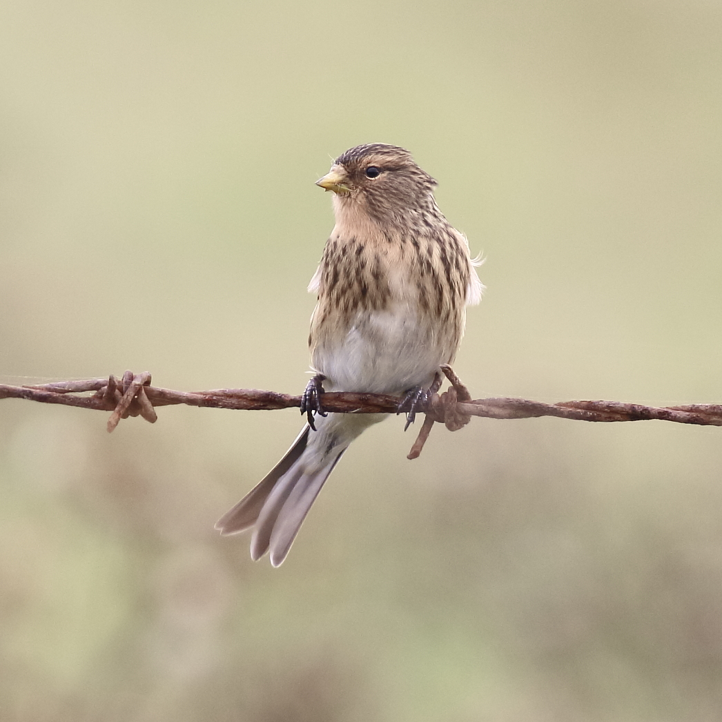 Twite by Alan Jack - BirdGuides