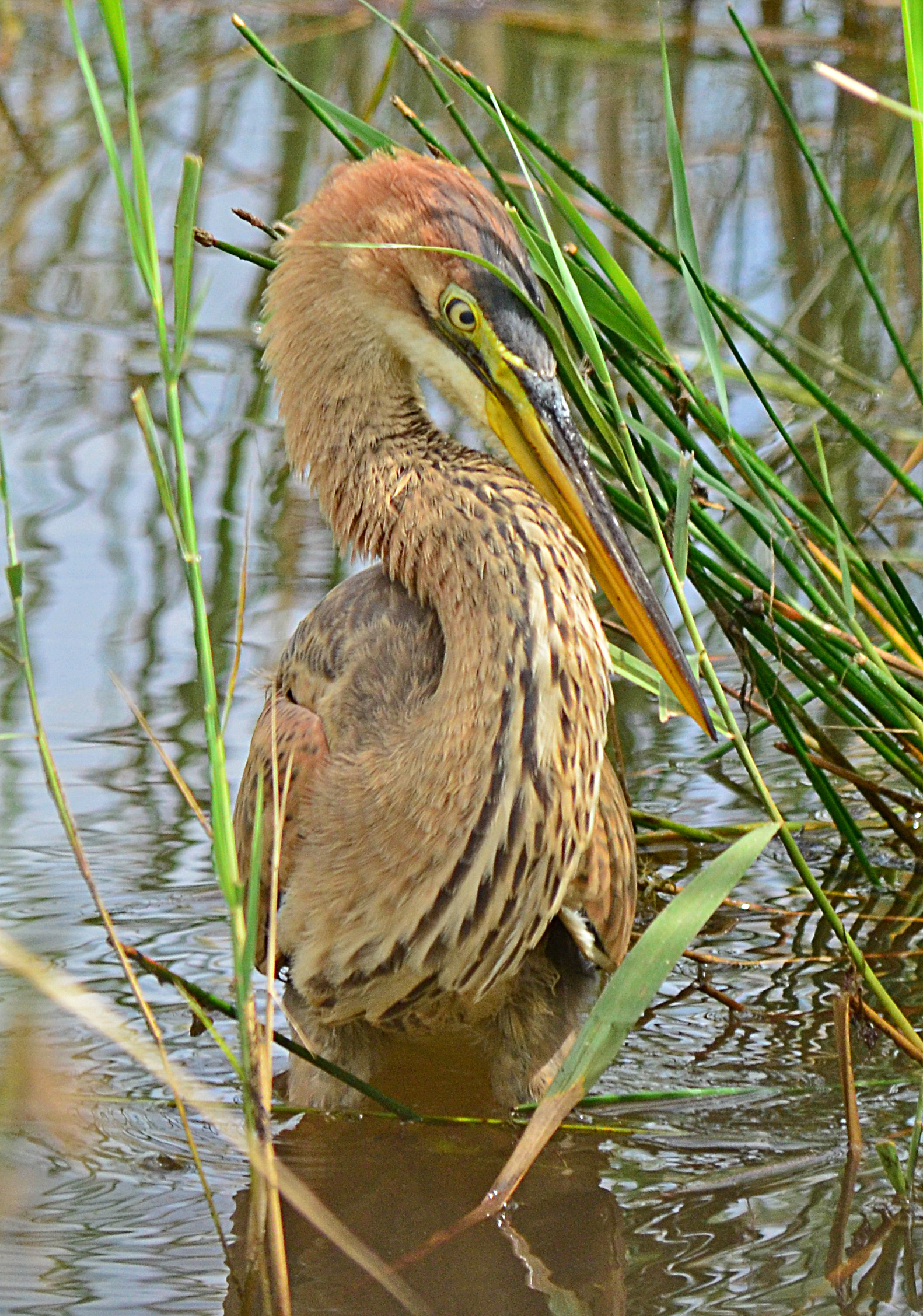 Details : Purple Heron - BirdGuides