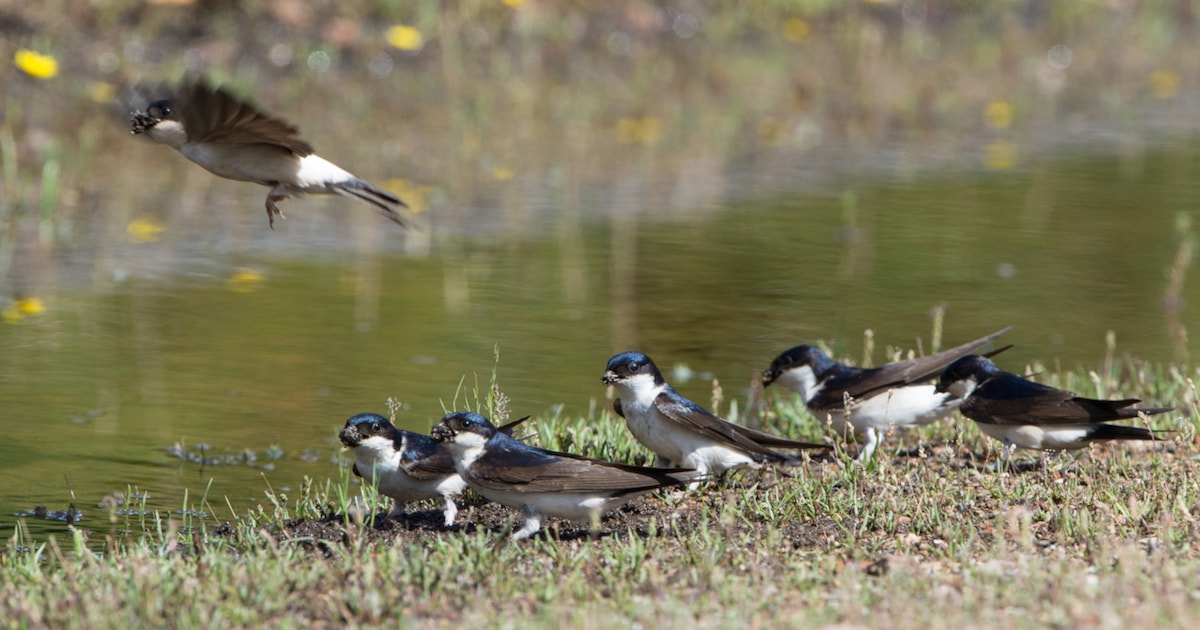 Have you seen a House Martin this year? - BirdGuides