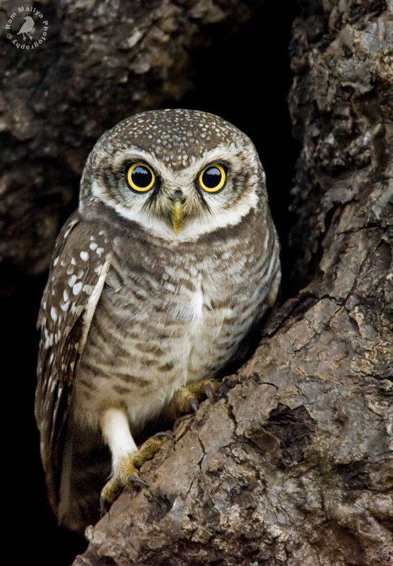 Details : Spotted Owlet - BirdGuides