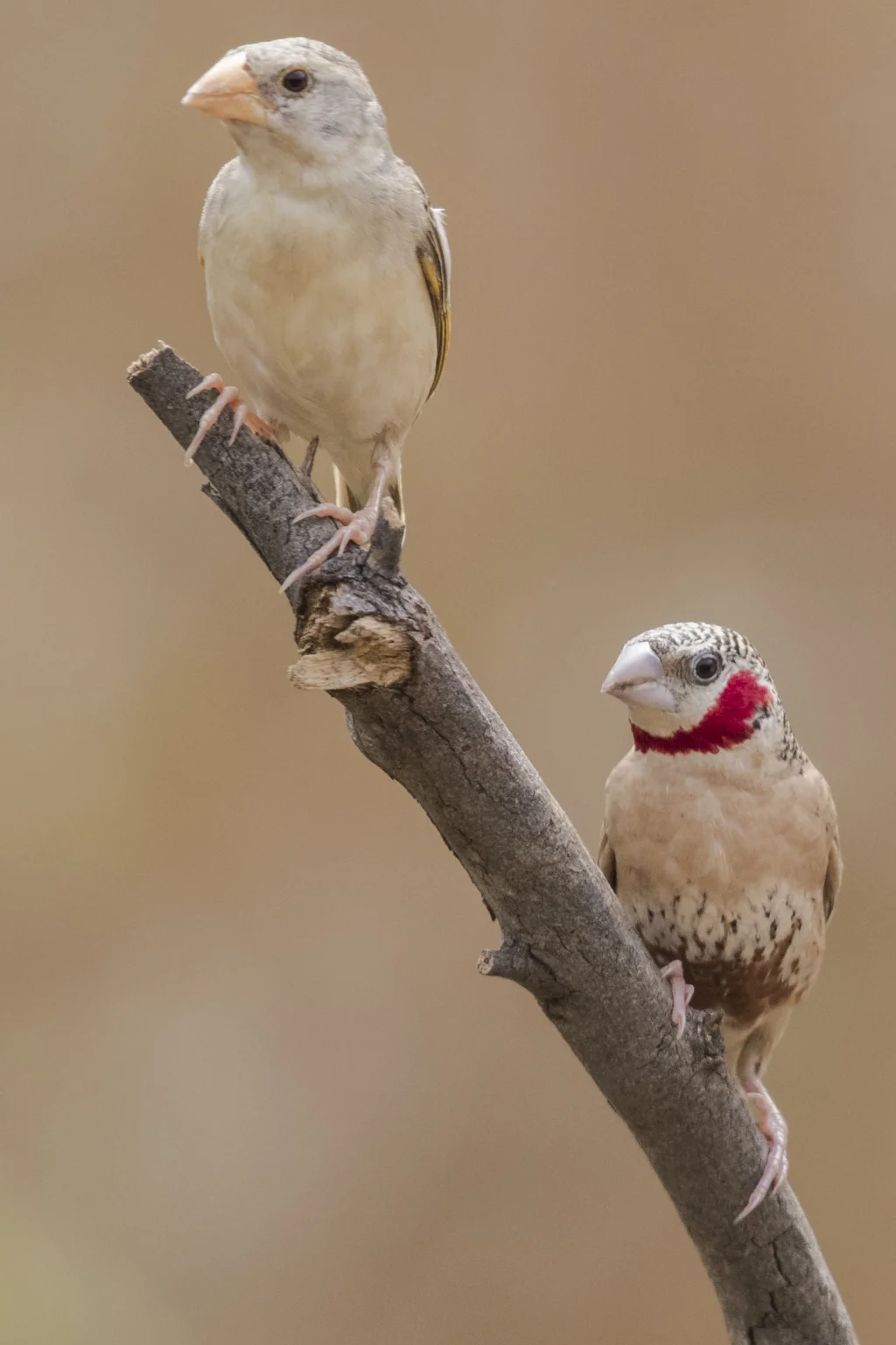 Details : Cut-throat Finch - BirdGuides