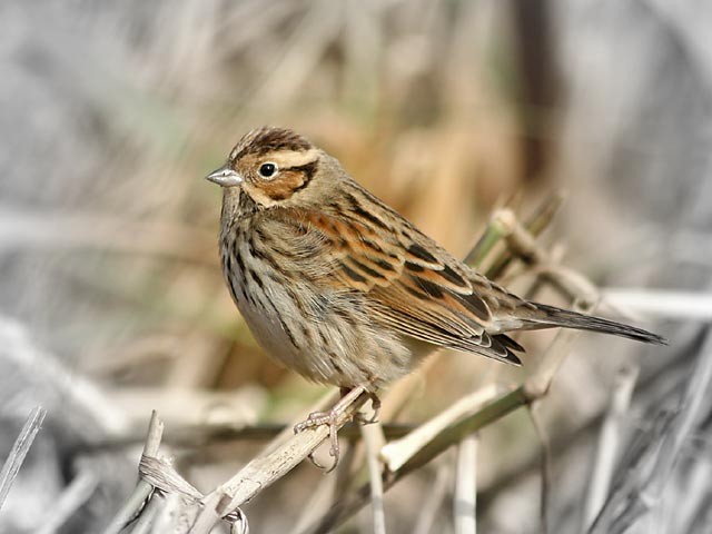 Details : Little Bunting - BirdGuides