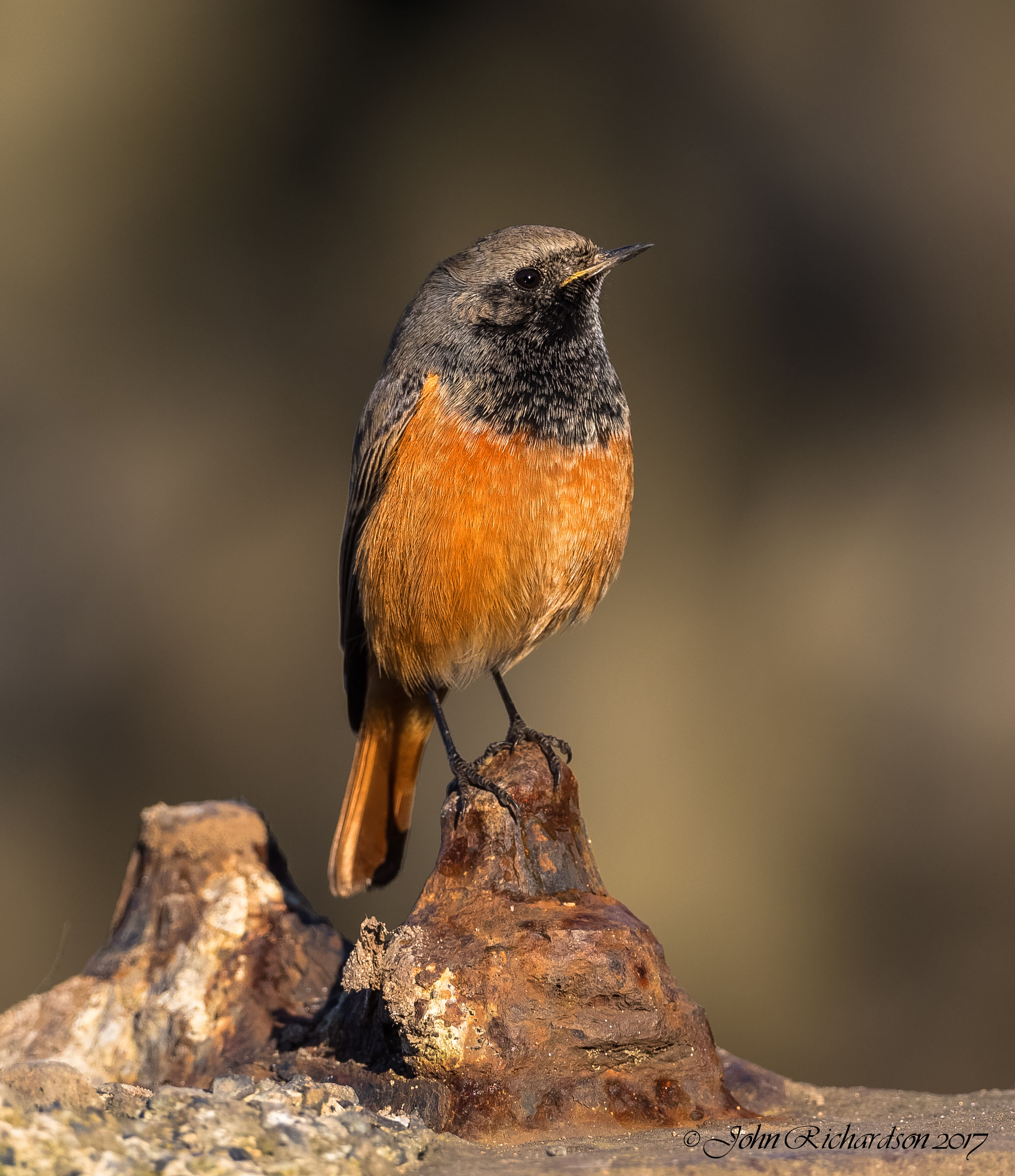 Details : Eastern Black Redstart - BirdGuides