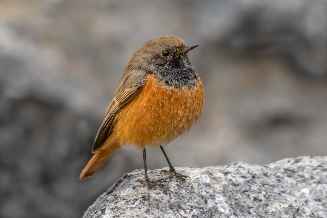 Eastern Black Redstart by Ian Bollen - BirdGuides