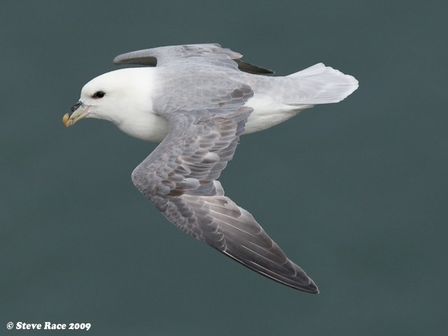 Details : Northern Fulmar - BirdGuides