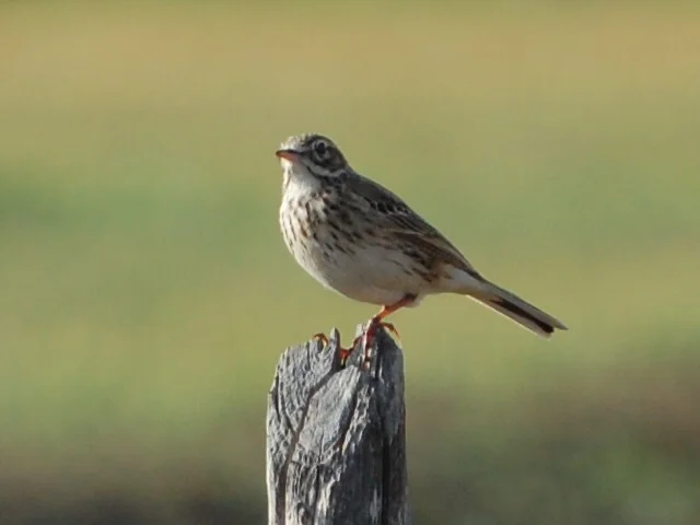 Details : Australian Pipit - BirdGuides