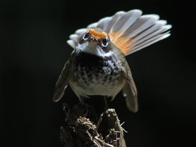 Details : Rufous Fantail - BirdGuides