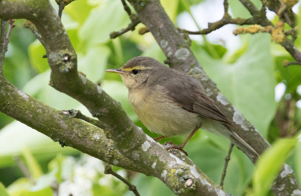 Sulphur-bellied Warbler by Christian Leth - BirdGuides