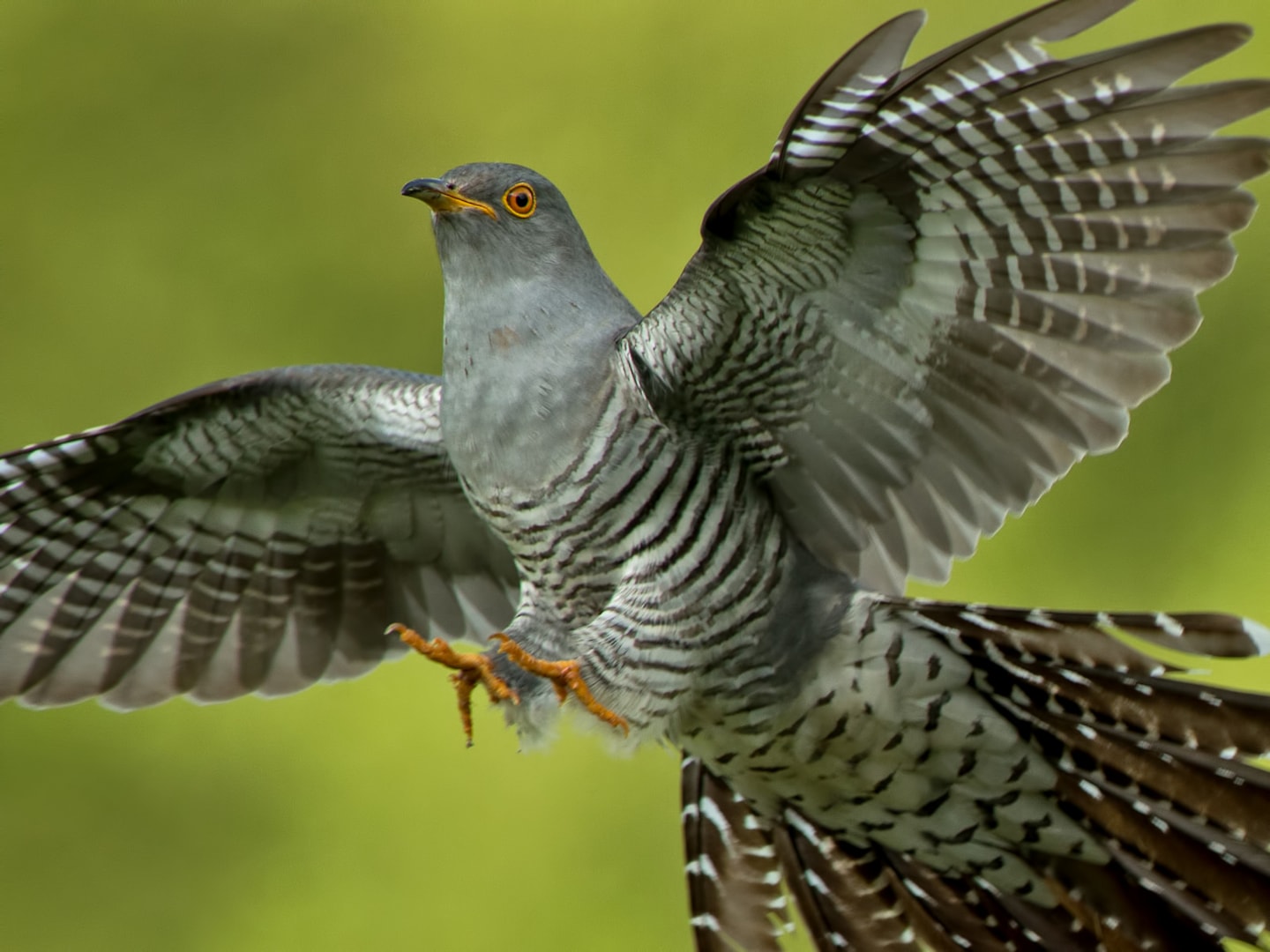 Common Cuckoo by Mark Bowen - BirdGuides