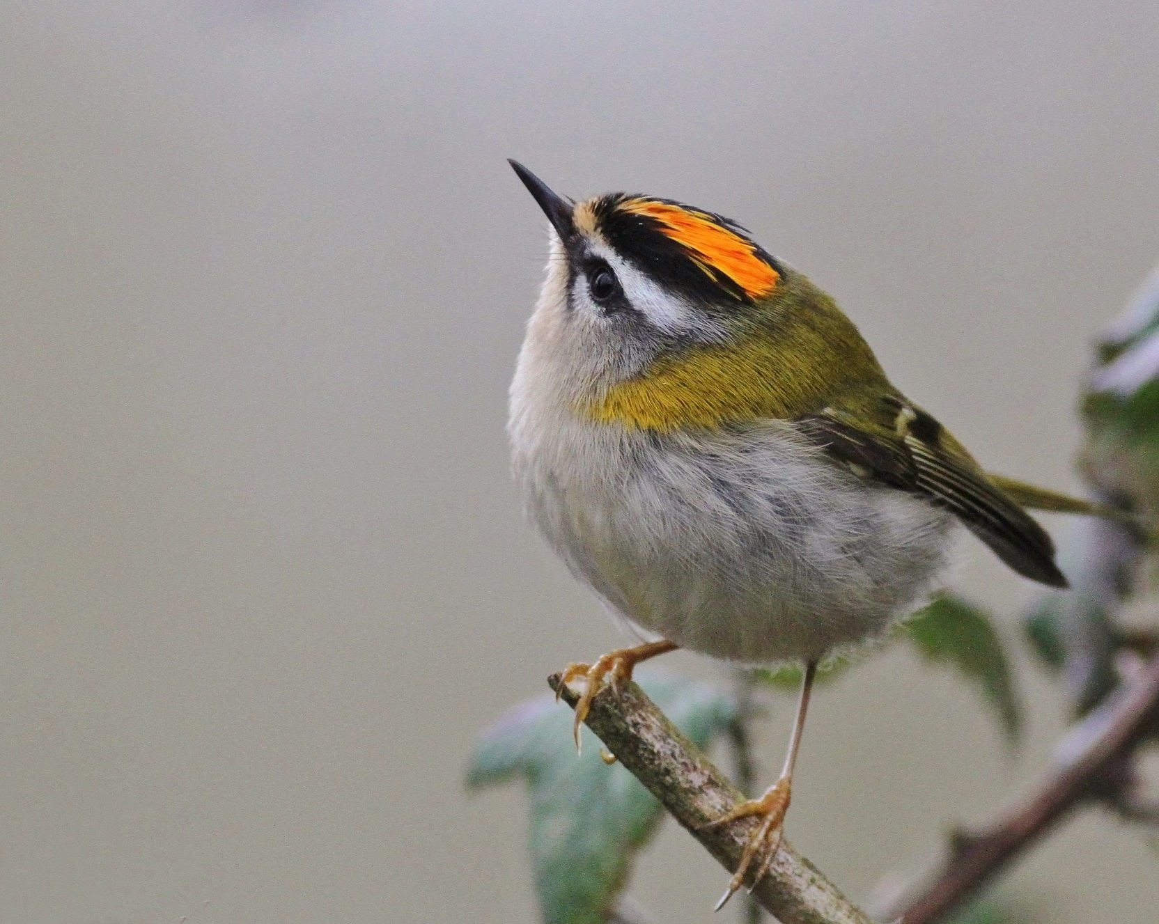 Details : Firecrest - BirdGuides