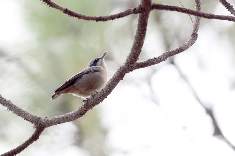 Details : Yunnan Nuthatch - BirdGuides
