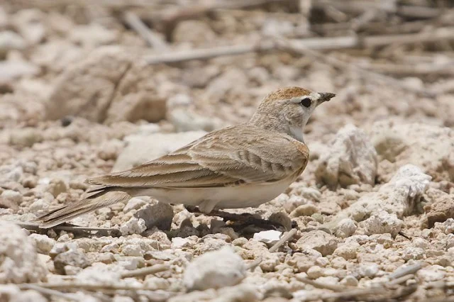 Details : Red-capped Lark - BirdGuides