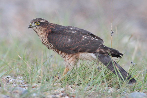 Buzzards now king of the quarries - BirdGuides