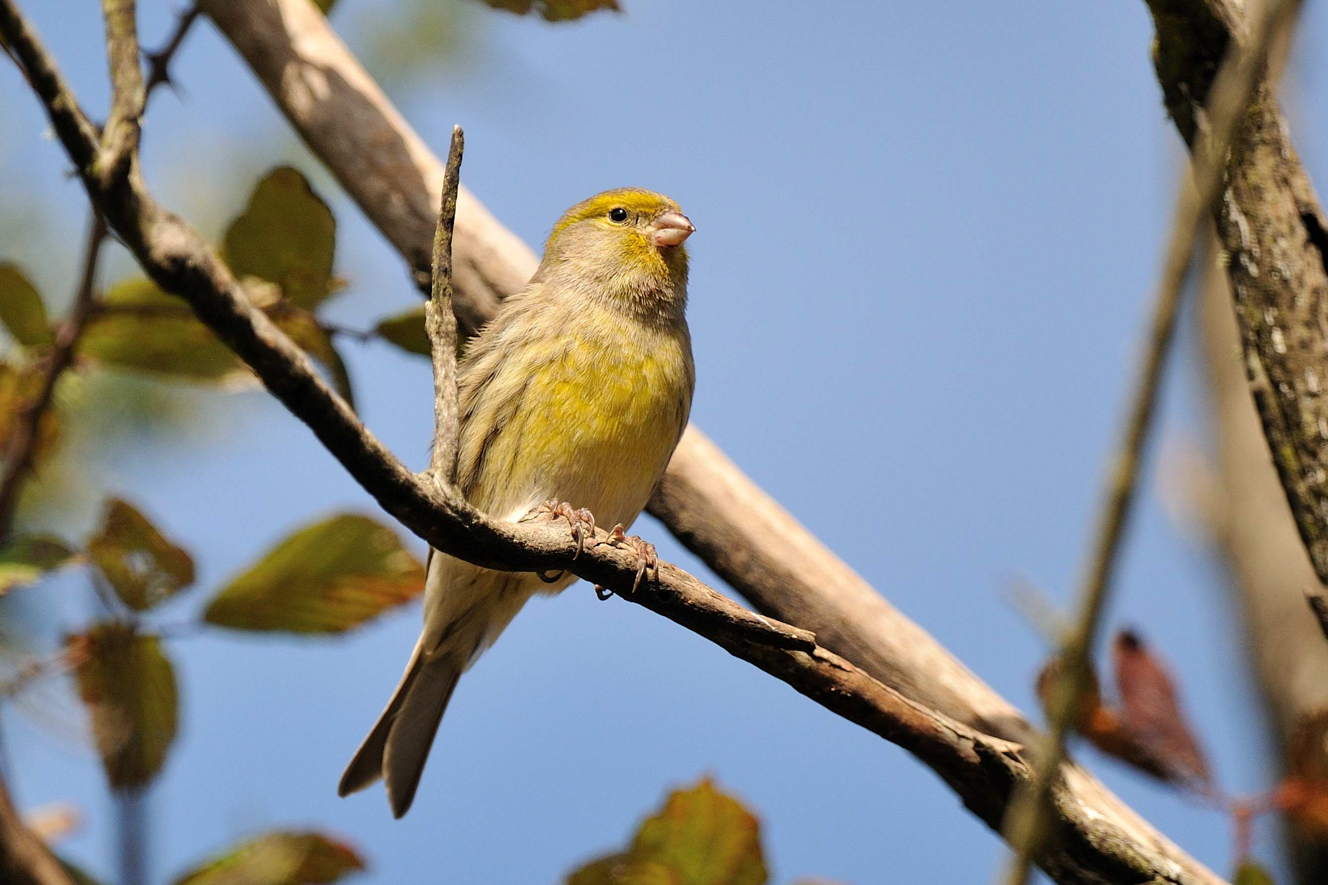 Inbreeding linked to off-key singing in birds - BirdGuides