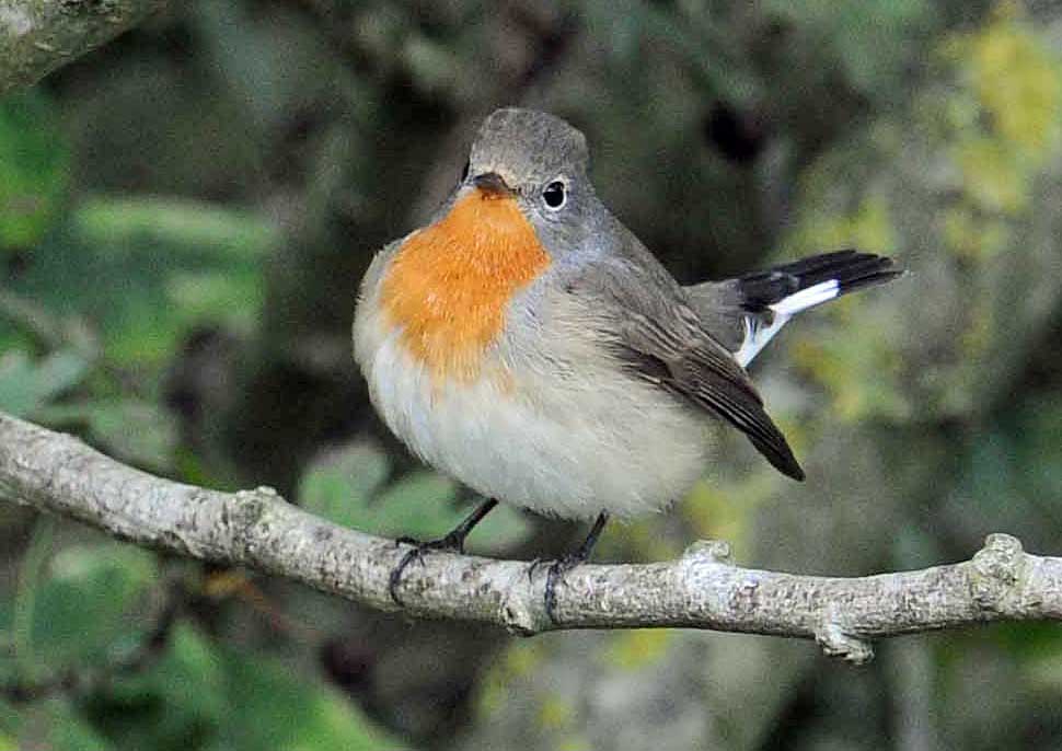 Details : Red-breasted Flycatcher - BirdGuides