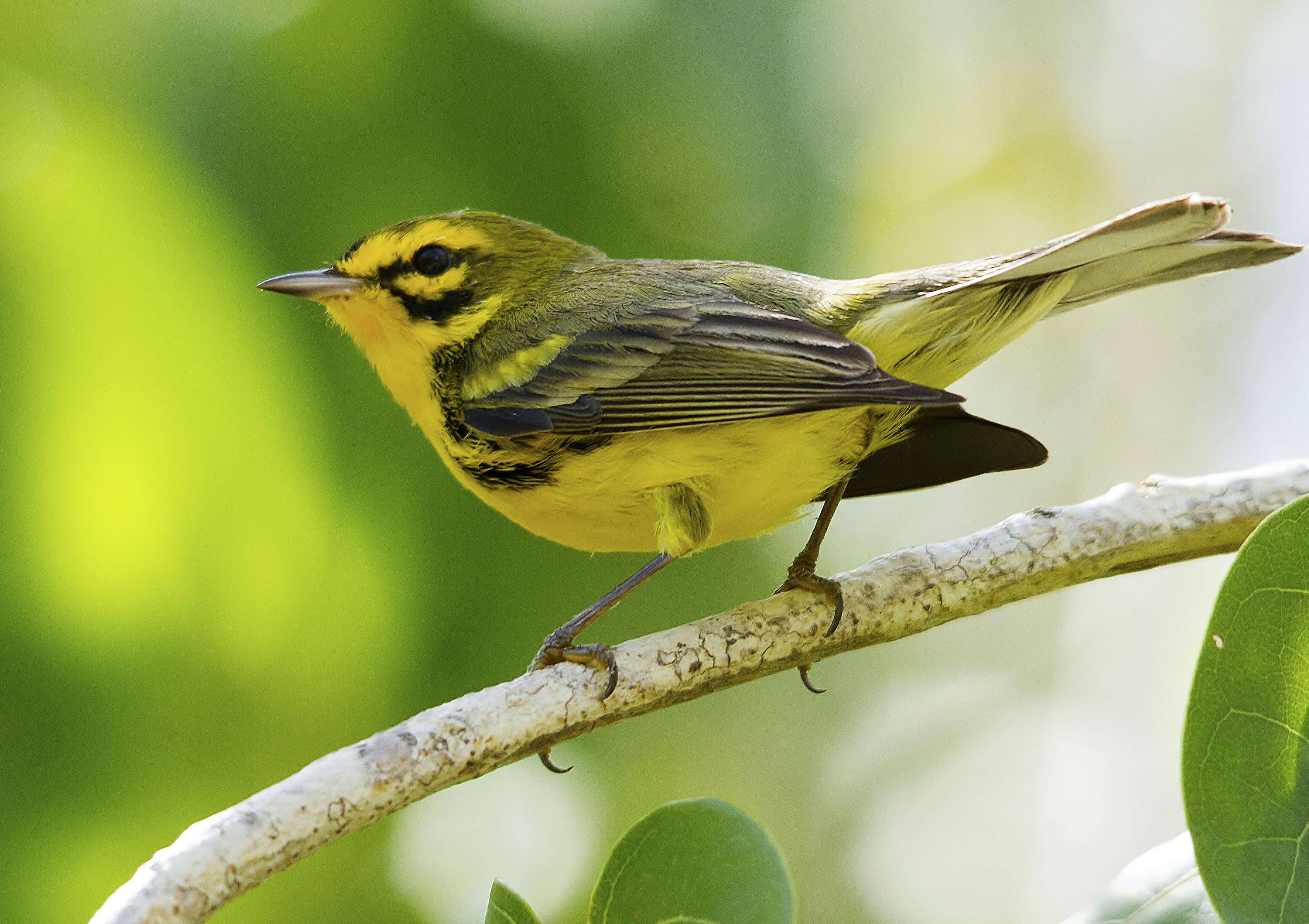 Details : Prairie Warbler - BirdGuides