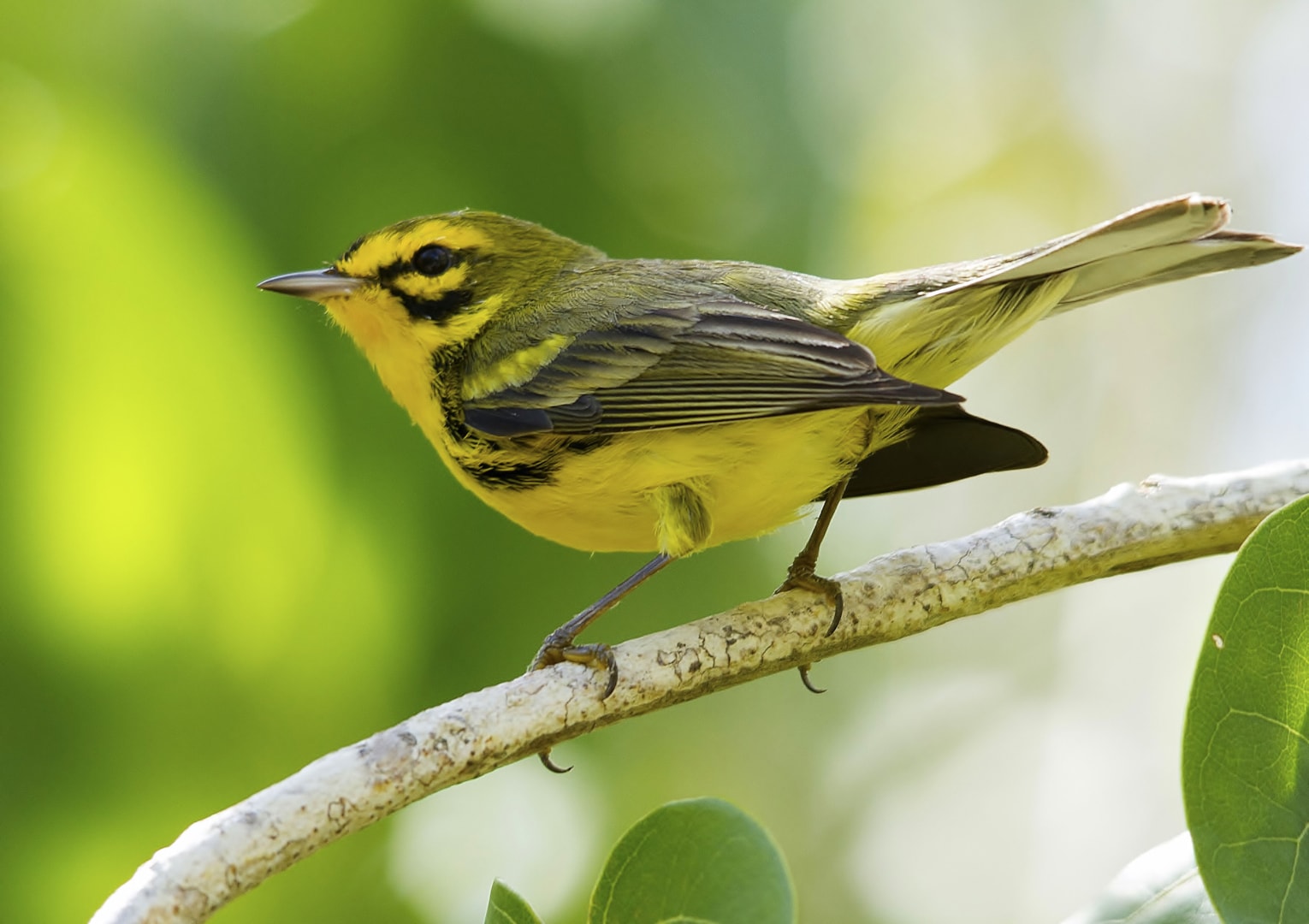 Prairie Warbler by Clive Daelman - BirdGuides