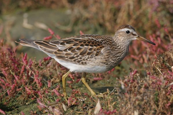 Details : Pectoral Sandpiper - BirdGuides