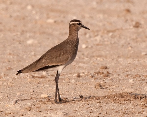 Details : Sociable Lapwing - BirdGuides
