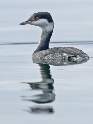 Details : Slavonian Grebe - BirdGuides