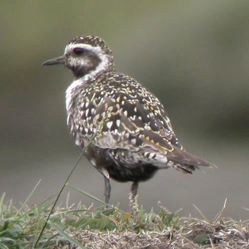 Details : American Golden Plover - BirdGuides