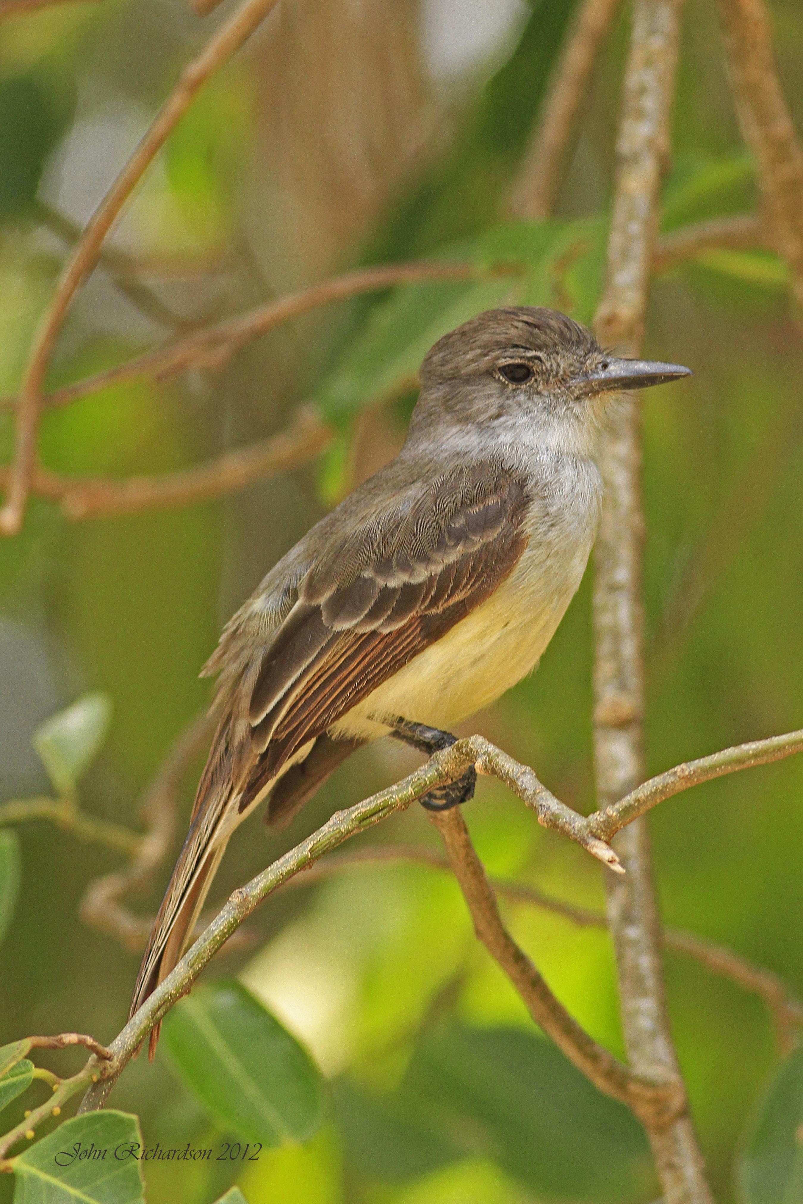 Details : Lesser Antillean Flycatcher - BirdGuides