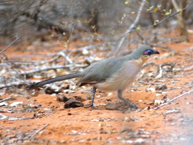 Details : Running Coua - BirdGuides