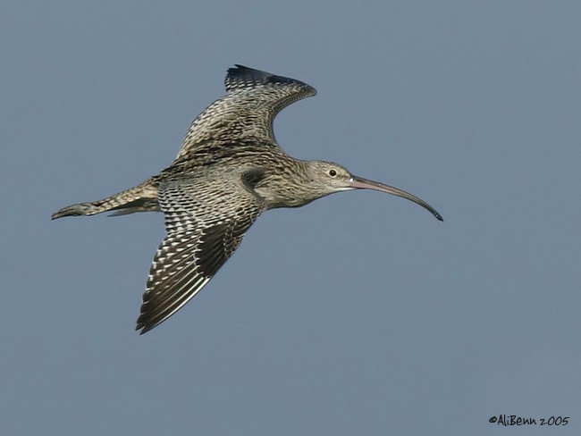 Details : Far Eastern Curlew - BirdGuides