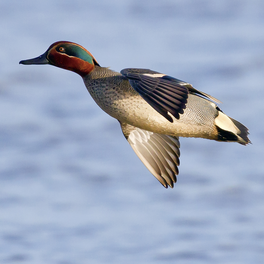 Details : Eurasian Teal - BirdGuides
