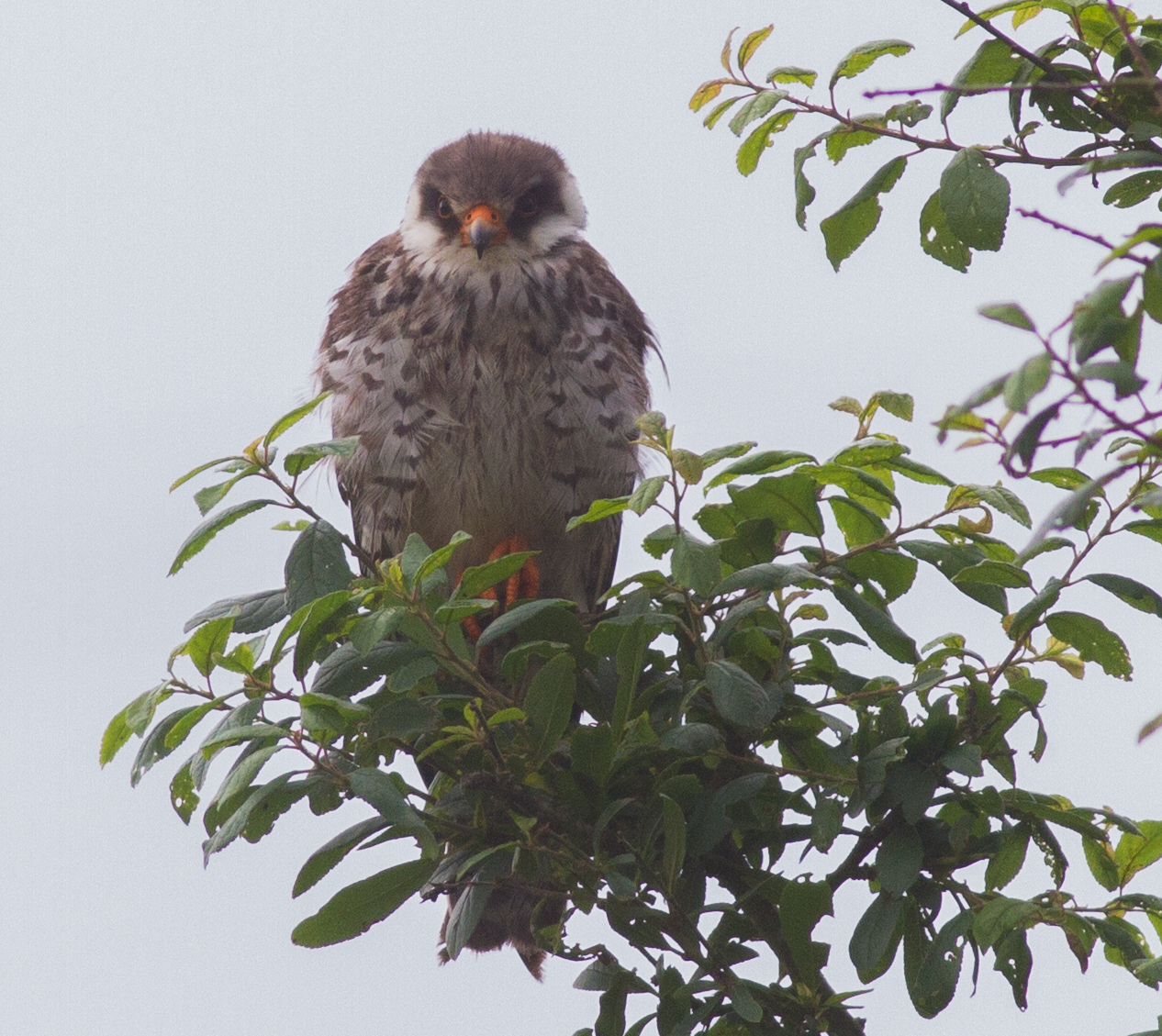 Details : Amur Falcon - BirdGuides