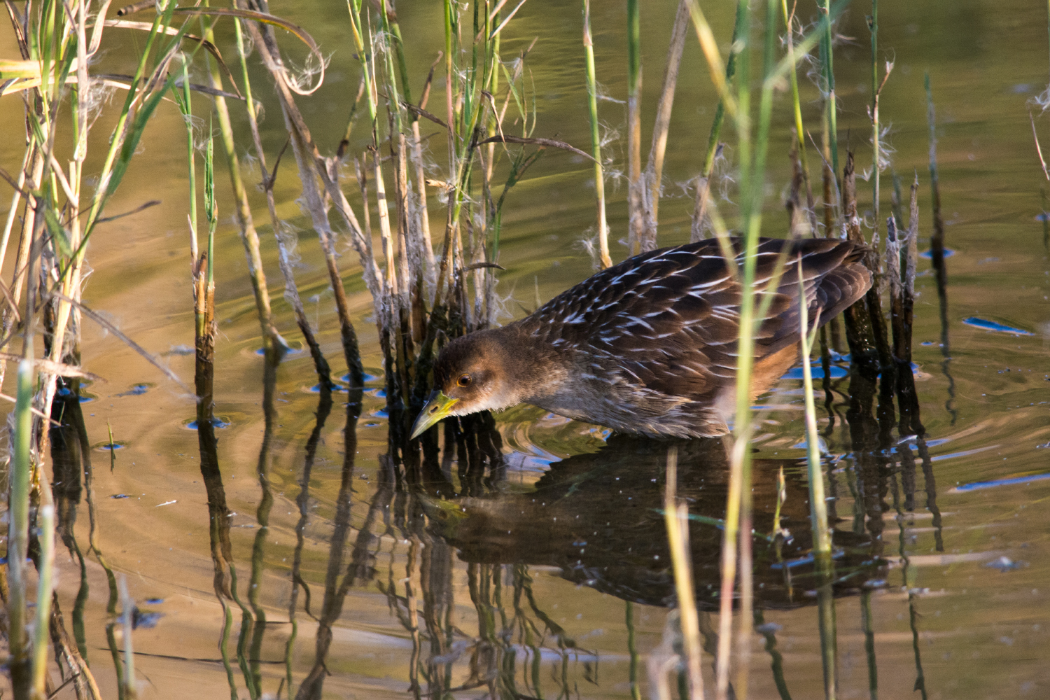 Details : Striped Crake - BirdGuides