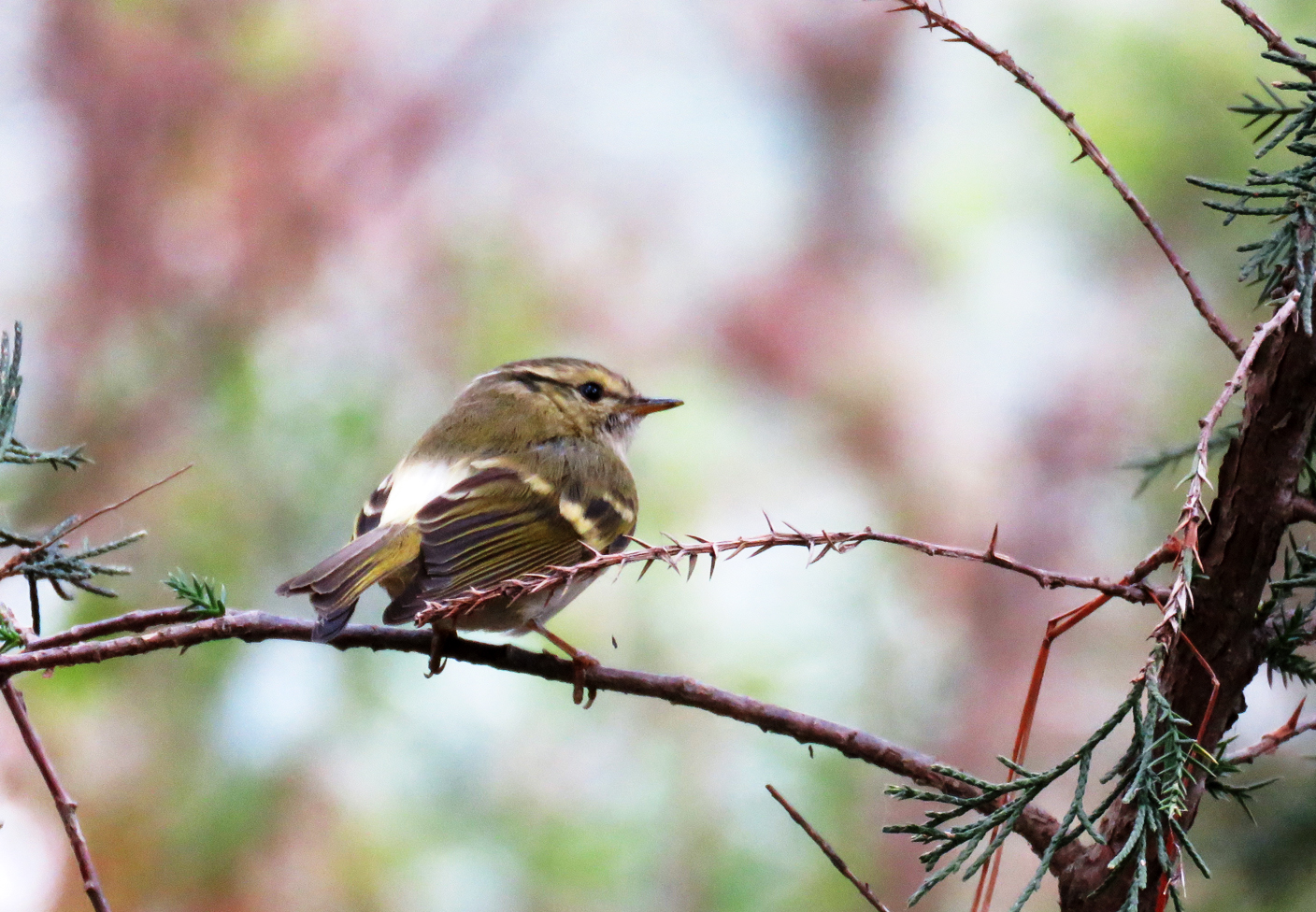 Details : Lemon-rumped Warbler - BirdGuides
